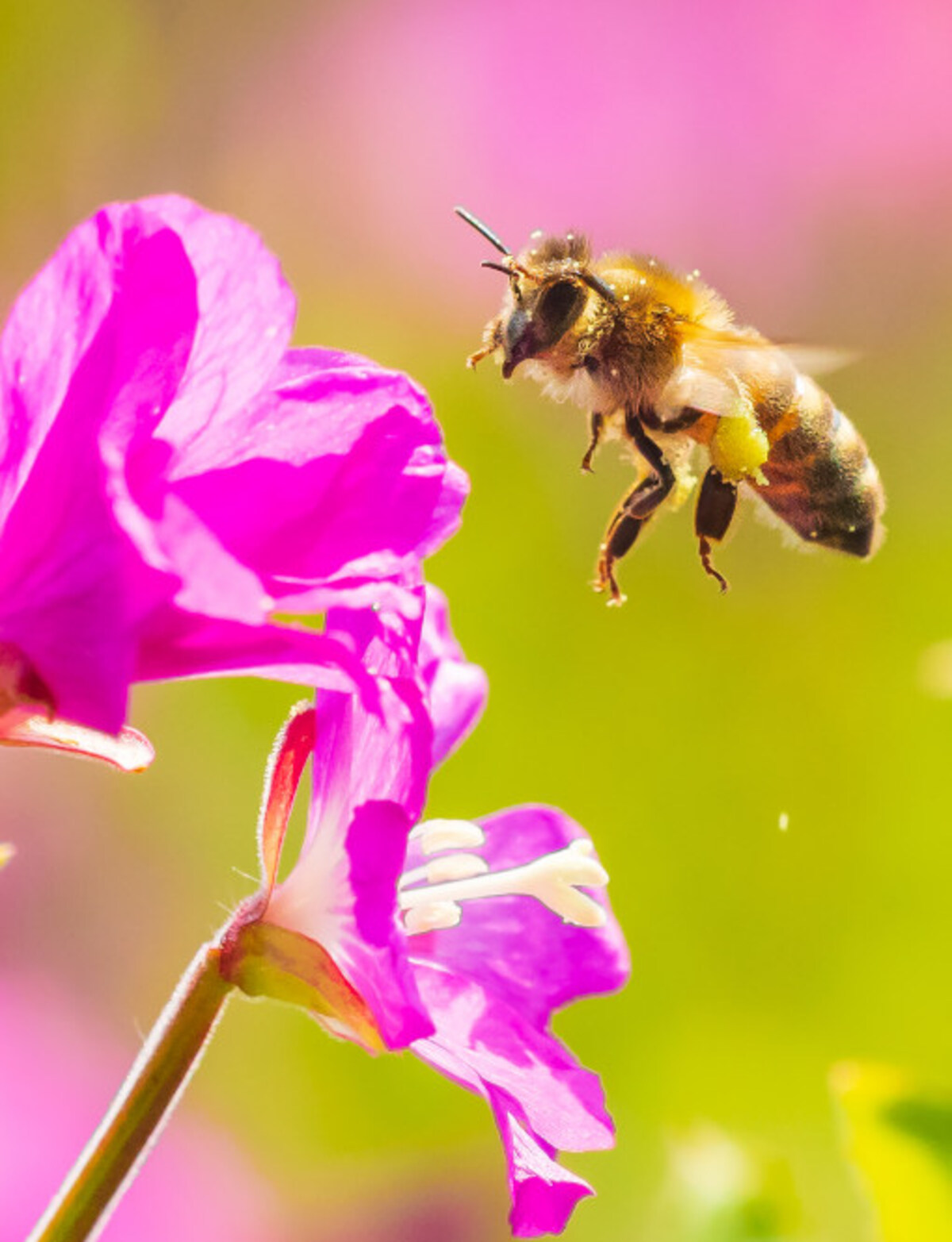 L'importanza delle api per l'ecosistema | ENGIE